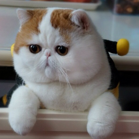 Gatitos monos en Instagram: Snoopyband te conquistará | Modablogger